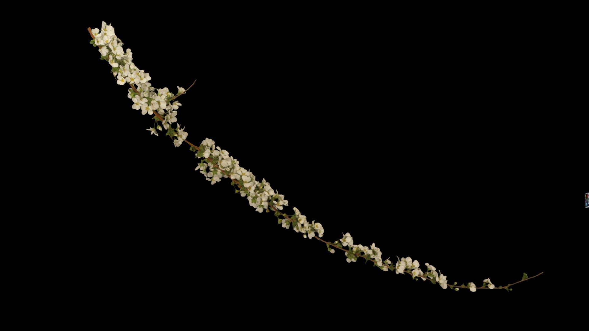 CC0 ユキヤナギ Thunberg's Meadowsweet, S. thunbergii - Download Free 3D ...
