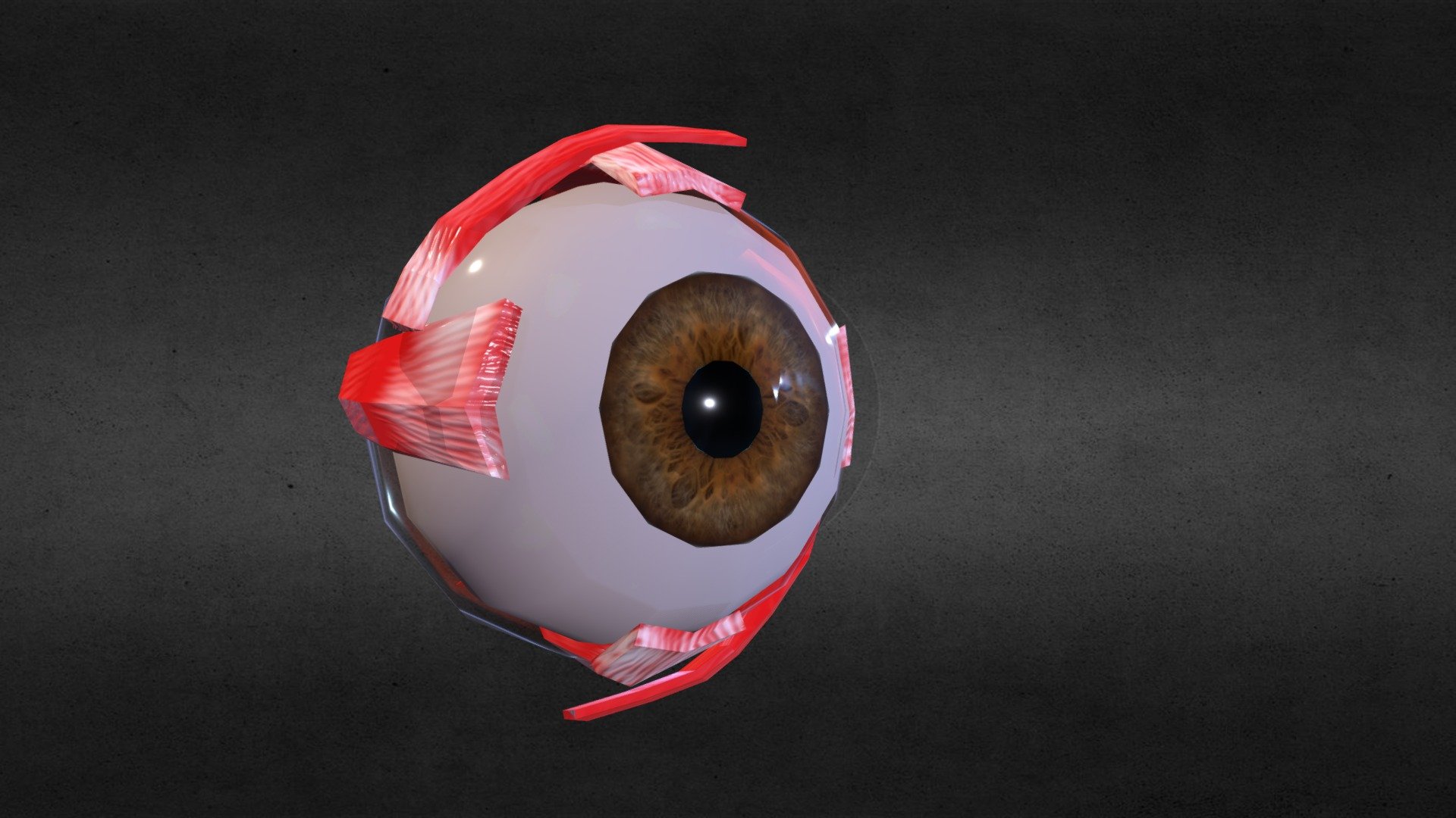 Anatomy Eye - Buy Royalty Free 3D model by paburoviii [a0b16e5 ...