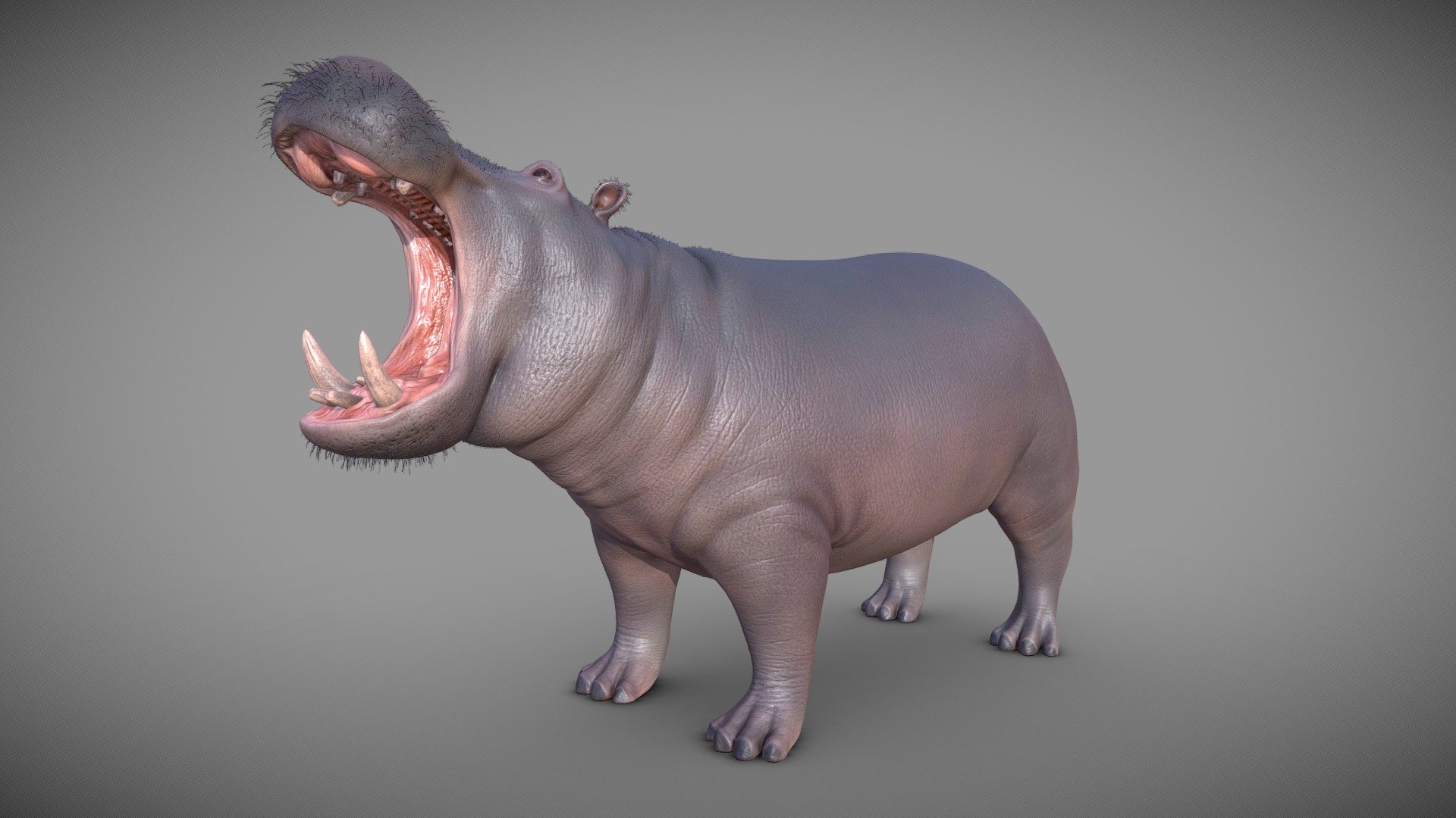 Hippo - Buy Royalty Free 3D model by Gagik-Art (@gagik.art.3d) [a0b386f ...
