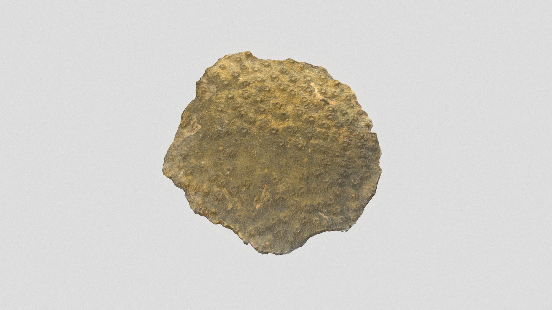 Tabulata - Download Free 3D model by Atlante virtuale 3D Geoscienze ...