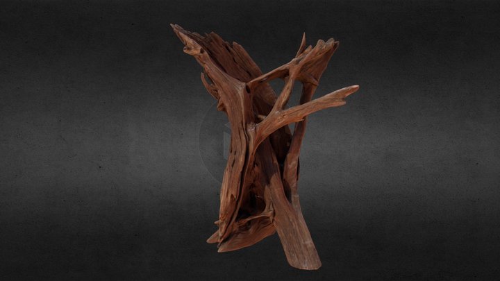 Tree-root 3D models - Sketchfab