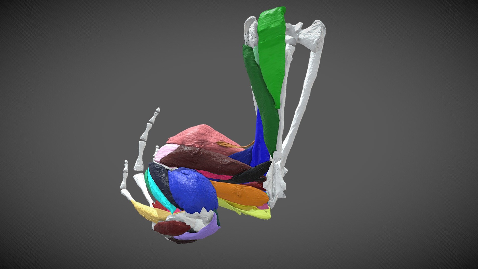 Rhinophrynus dorsalis - diceCT frog - 3D model by Leavey Lab (@aleavey ...