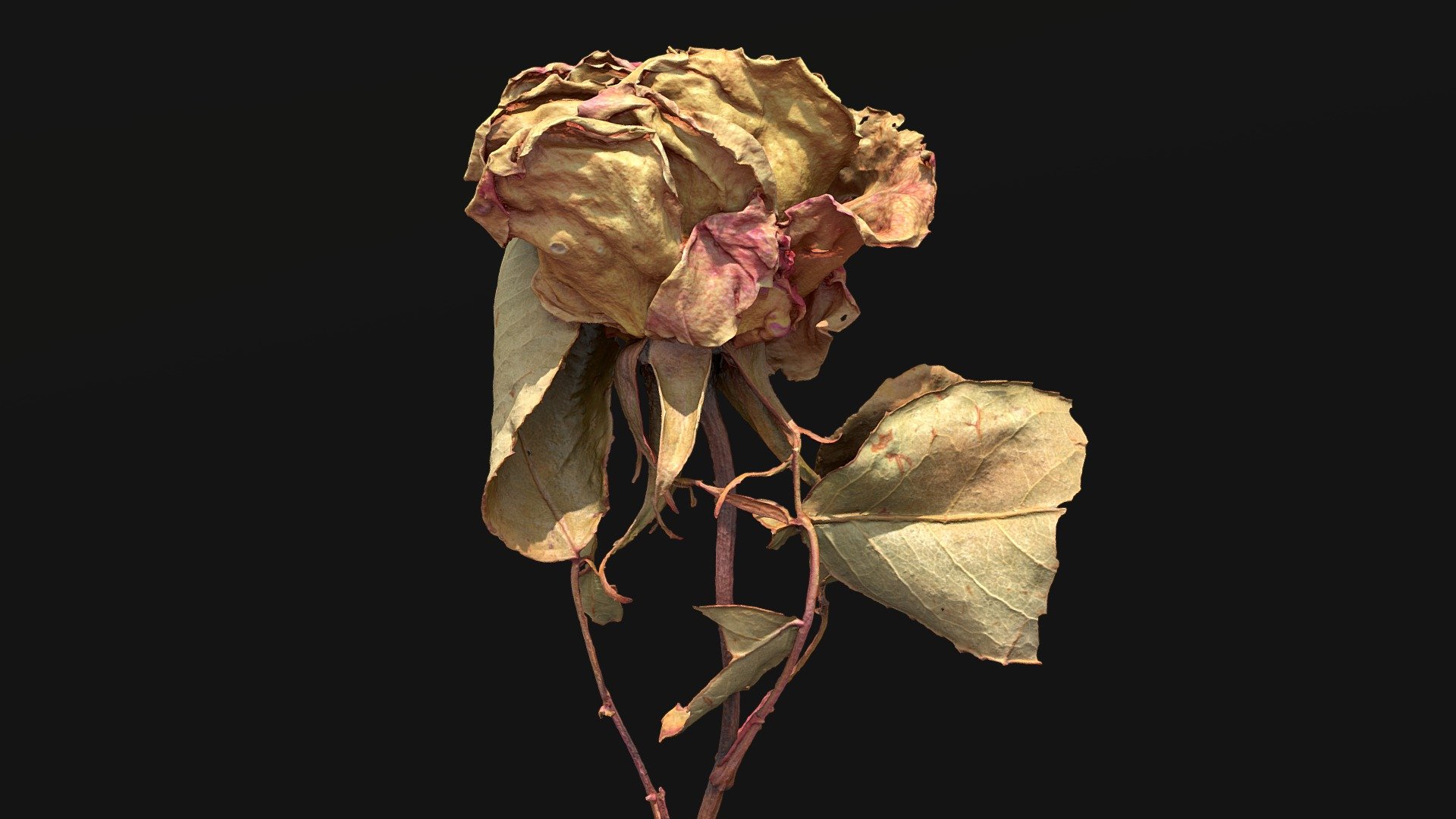 Dried Rose 02 .::RAWscan::. - Download Free 3D model by Andrea ...