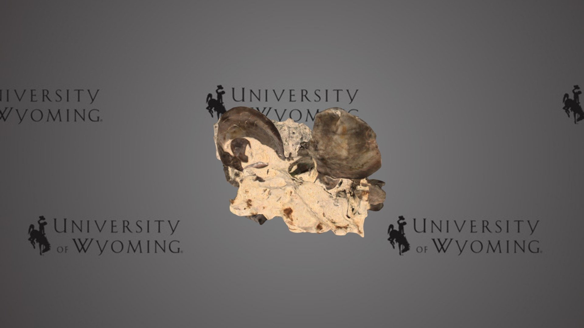 UW B631 - Download Free 3D model by University of Wyoming Libraries ...