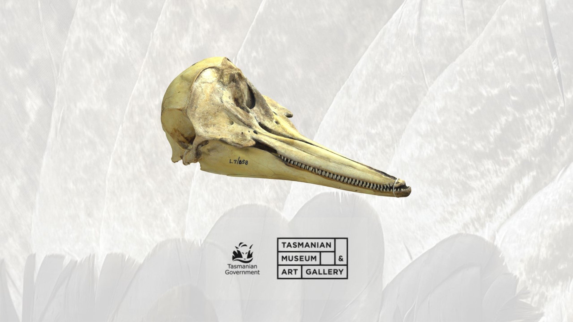 Pantropical spotted dolphin skull - 3D model by TasMuseum [a0c410b ...