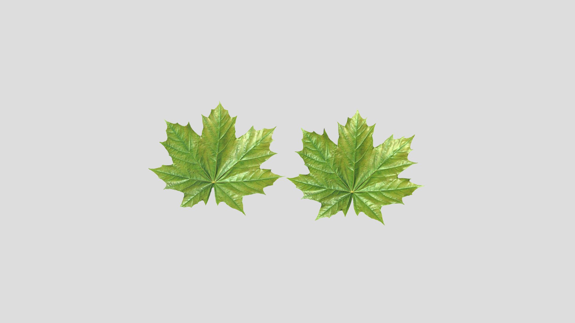 Maple Leaf V2 Low Poly - 3D model by Bau-3d [a0c4e1b] - Sketchfab