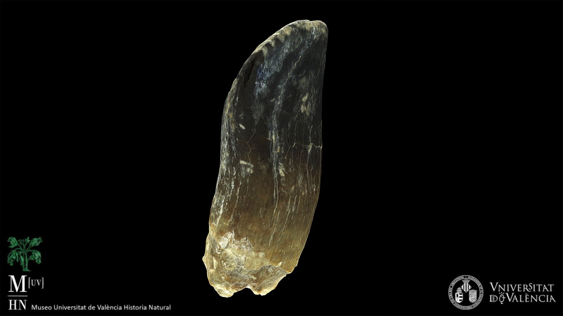 Sauropod dinosaur tooth - 3D model by Museo [UV] Historia Natural ...