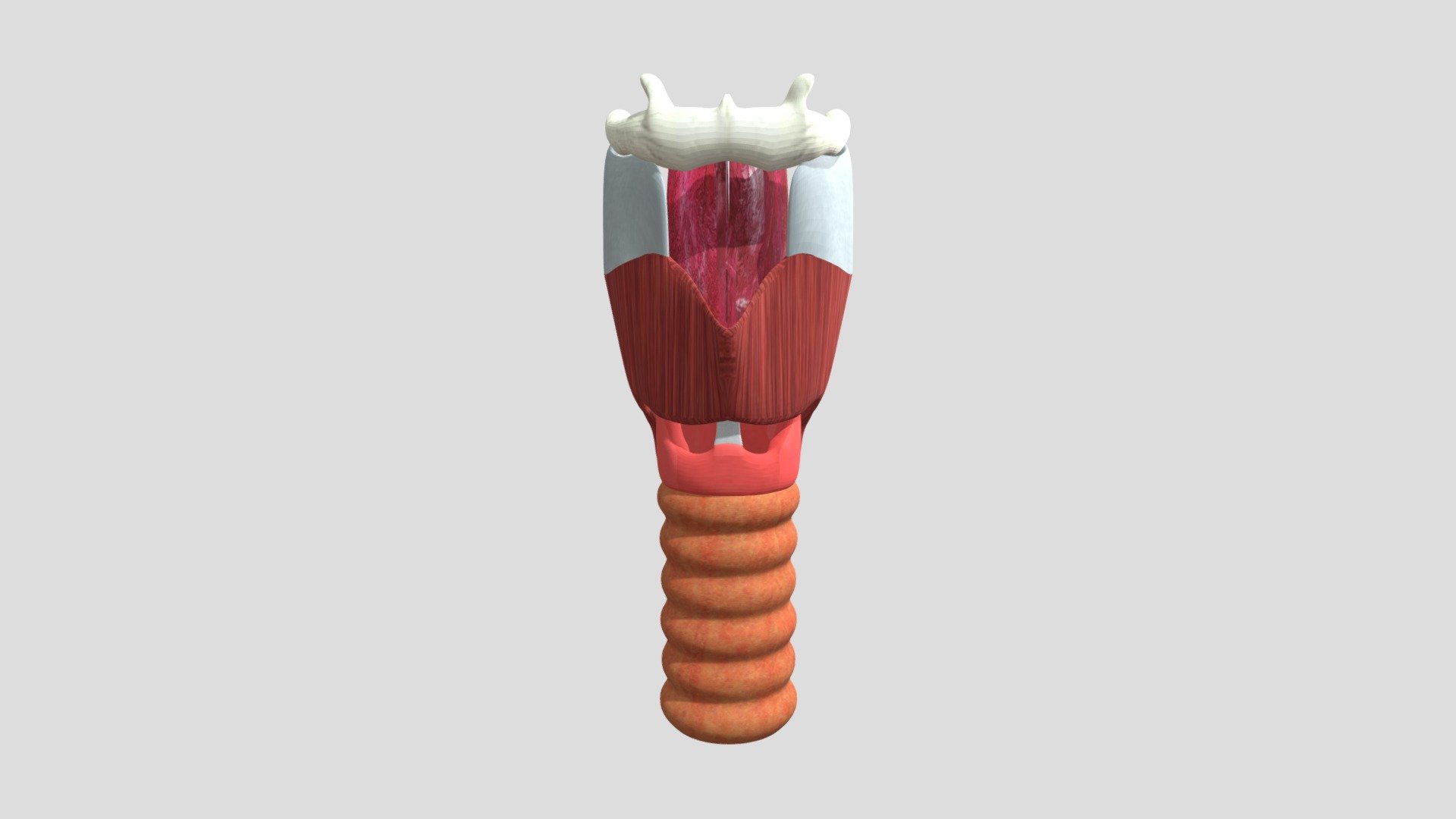 Larynx - Download Free 3D model by Vikrama Raghuraman (@vikrama1998 ...