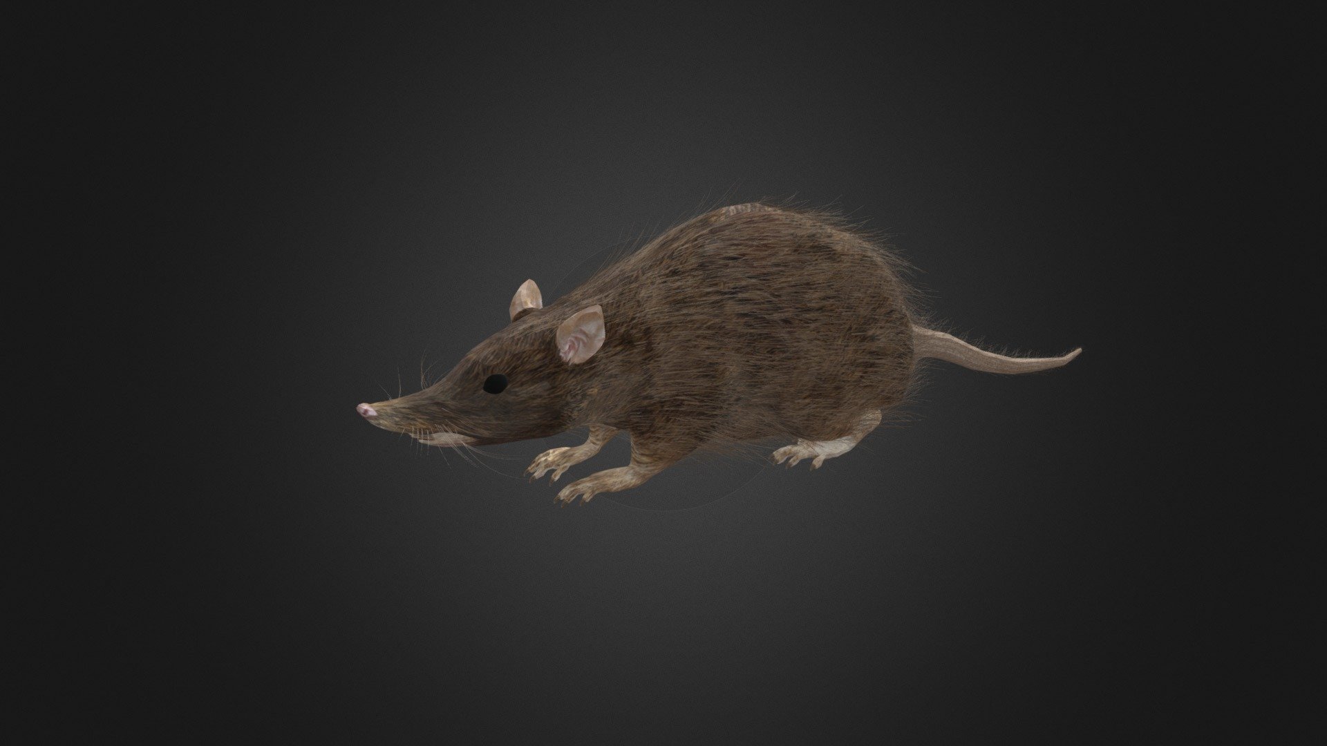 Rat_v02Edit - 3D model by M 3D (@mbagidea) [a0dd3ee] - Sketchfab