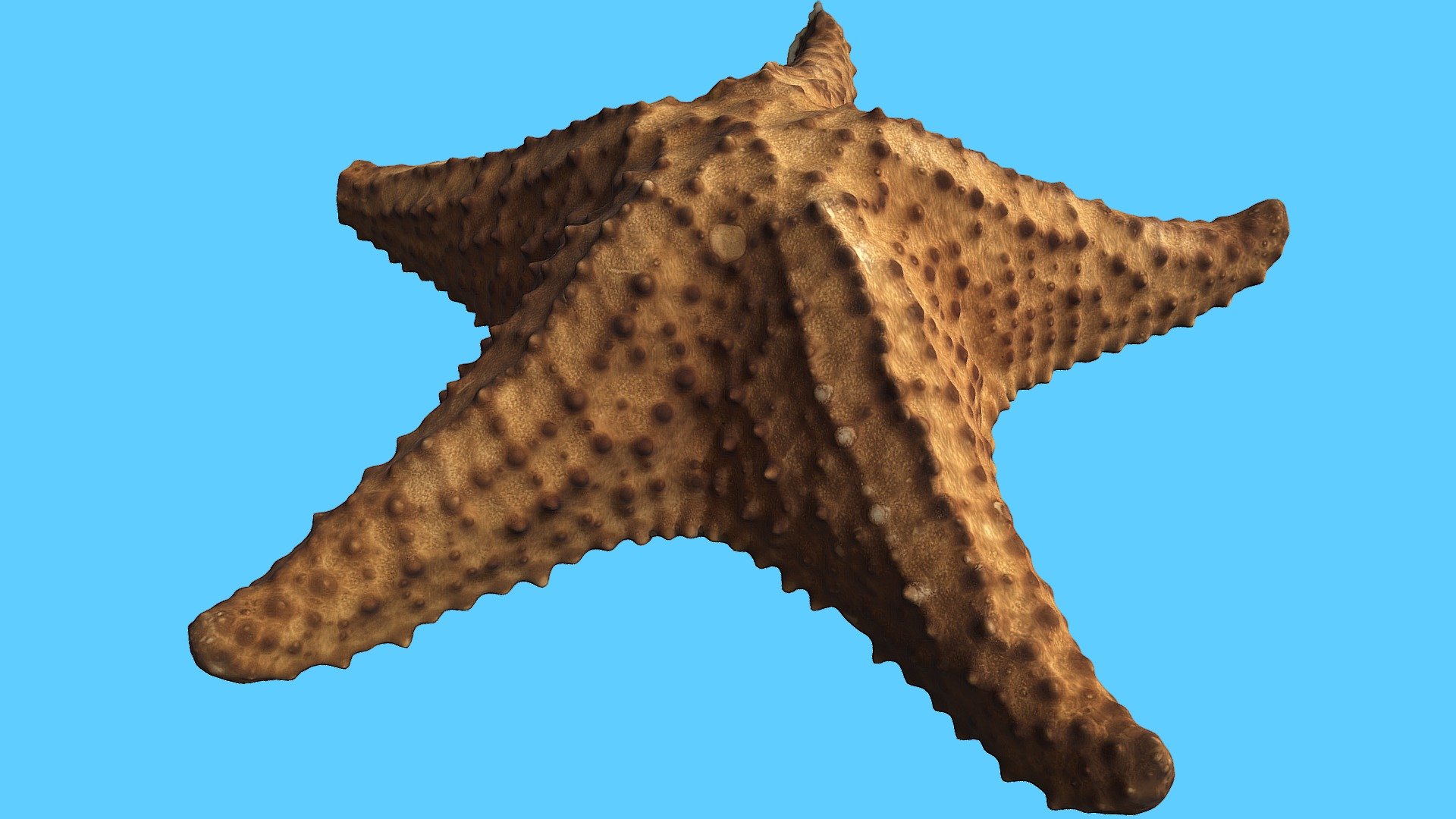 Sea Star Scan - Download Free 3D model by patritevi [a0e2c49] - Sketchfab