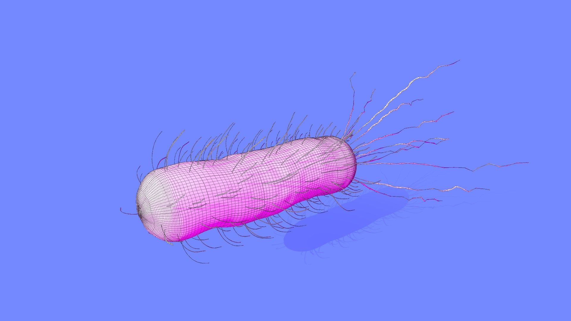 Bacteria - Buy Royalty Free 3D model by PARSONSARTS (@tomparsons ...