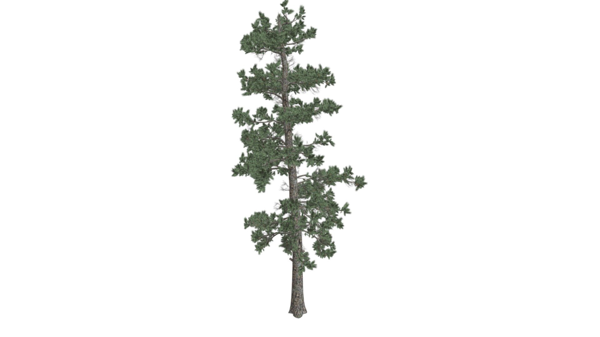 Eastern White Pine Tree #06 - Buy Royalty Free 3D model by meshshape ...