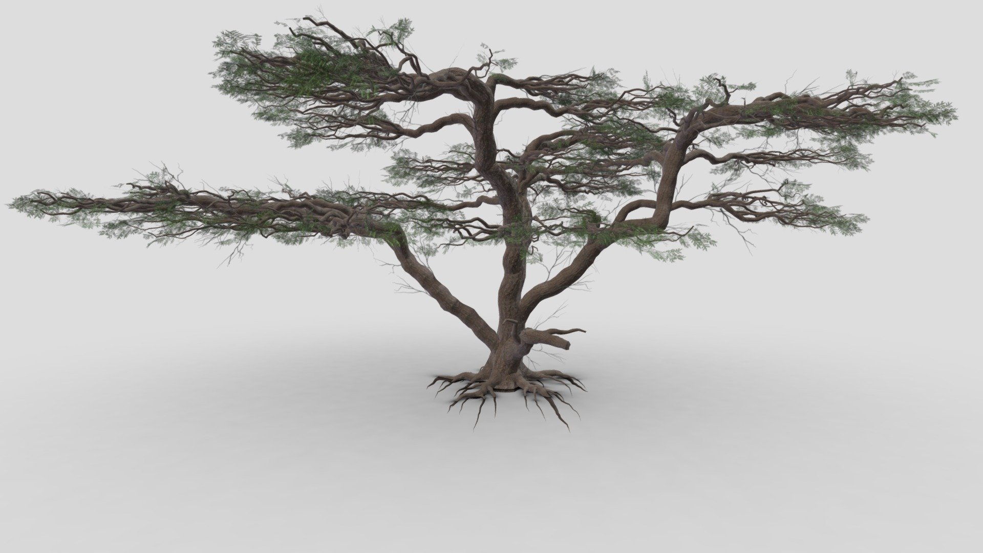 African Acacia Tree-S8 - Buy Royalty Free 3D model by ASMA3D [a0f3a2e ...