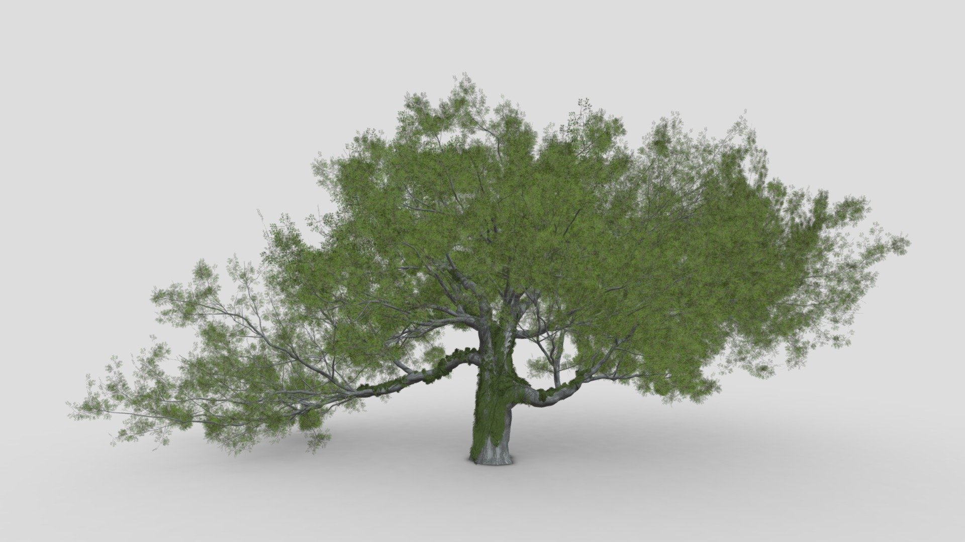 Live Oak by Ivy-New Style - Buy Royalty Free 3D model by ASMA3D ...