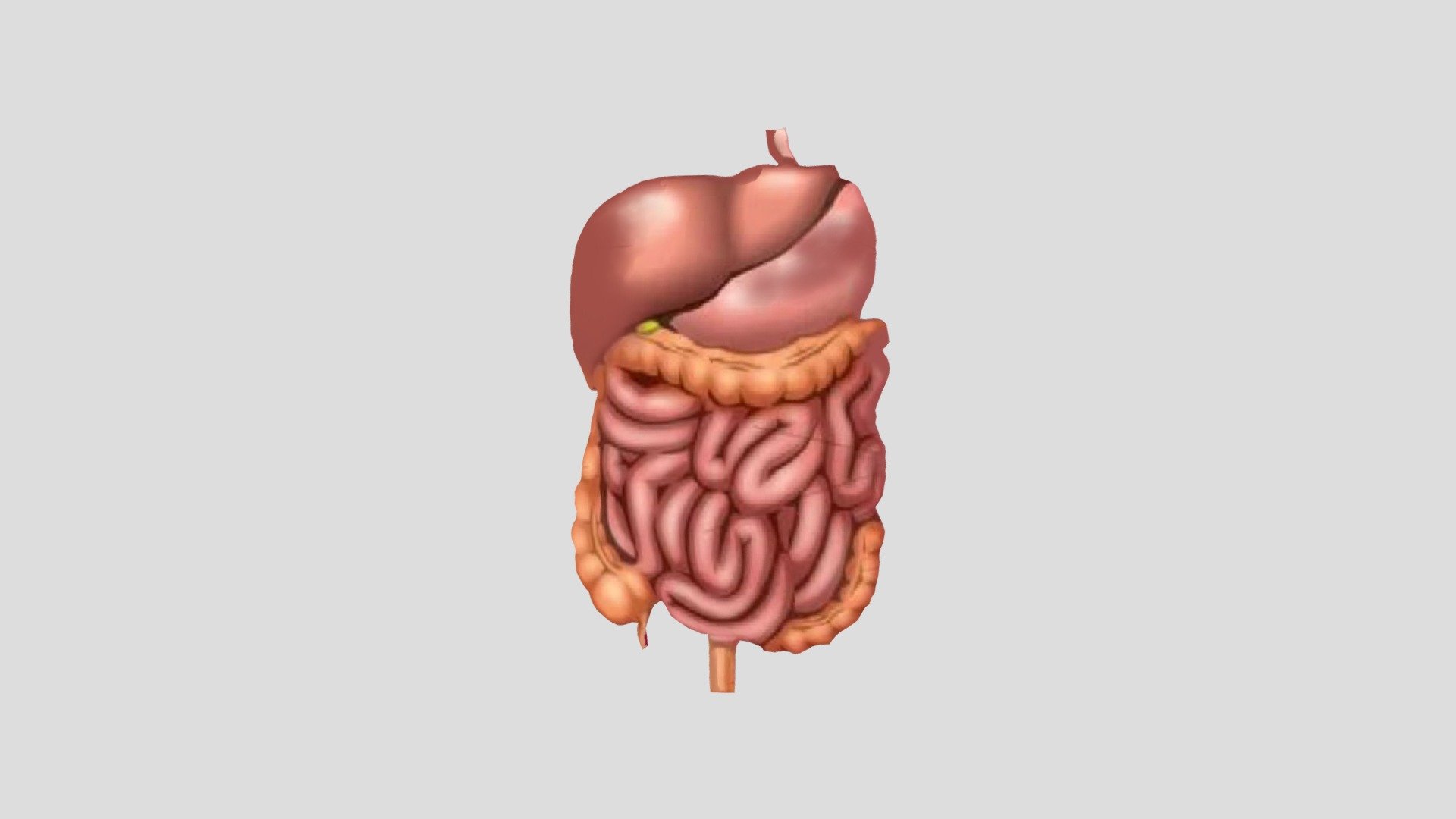organ dalam manusia - 3D model by mahrif [a0f9090] - Sketchfab