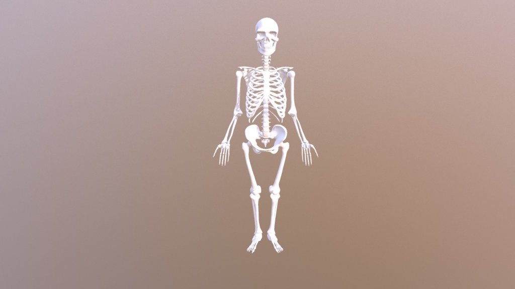 Human skeleton - 3D model by Diegojar [a108245] - Sketchfab
