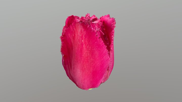 Petal 3D models - Sketchfab