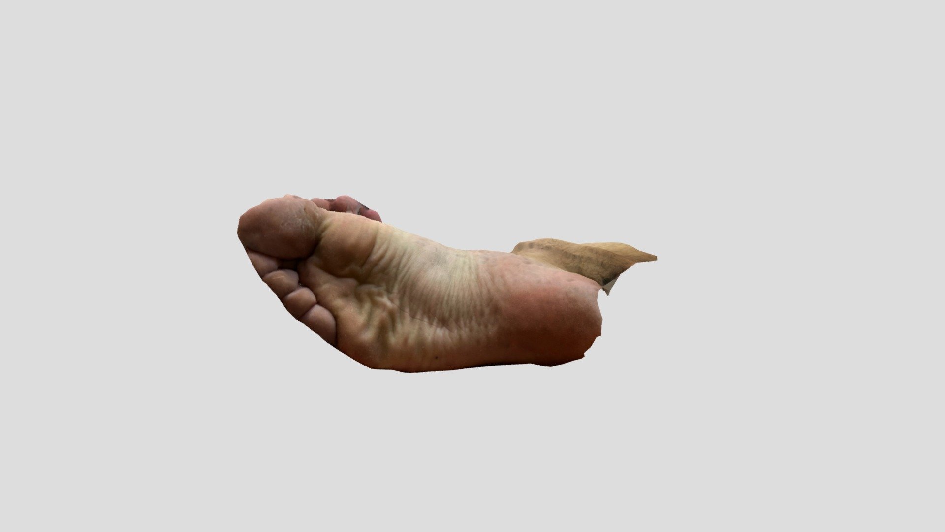foot_2_cut - Download Free 3D model by workss [a111b43] - Sketchfab