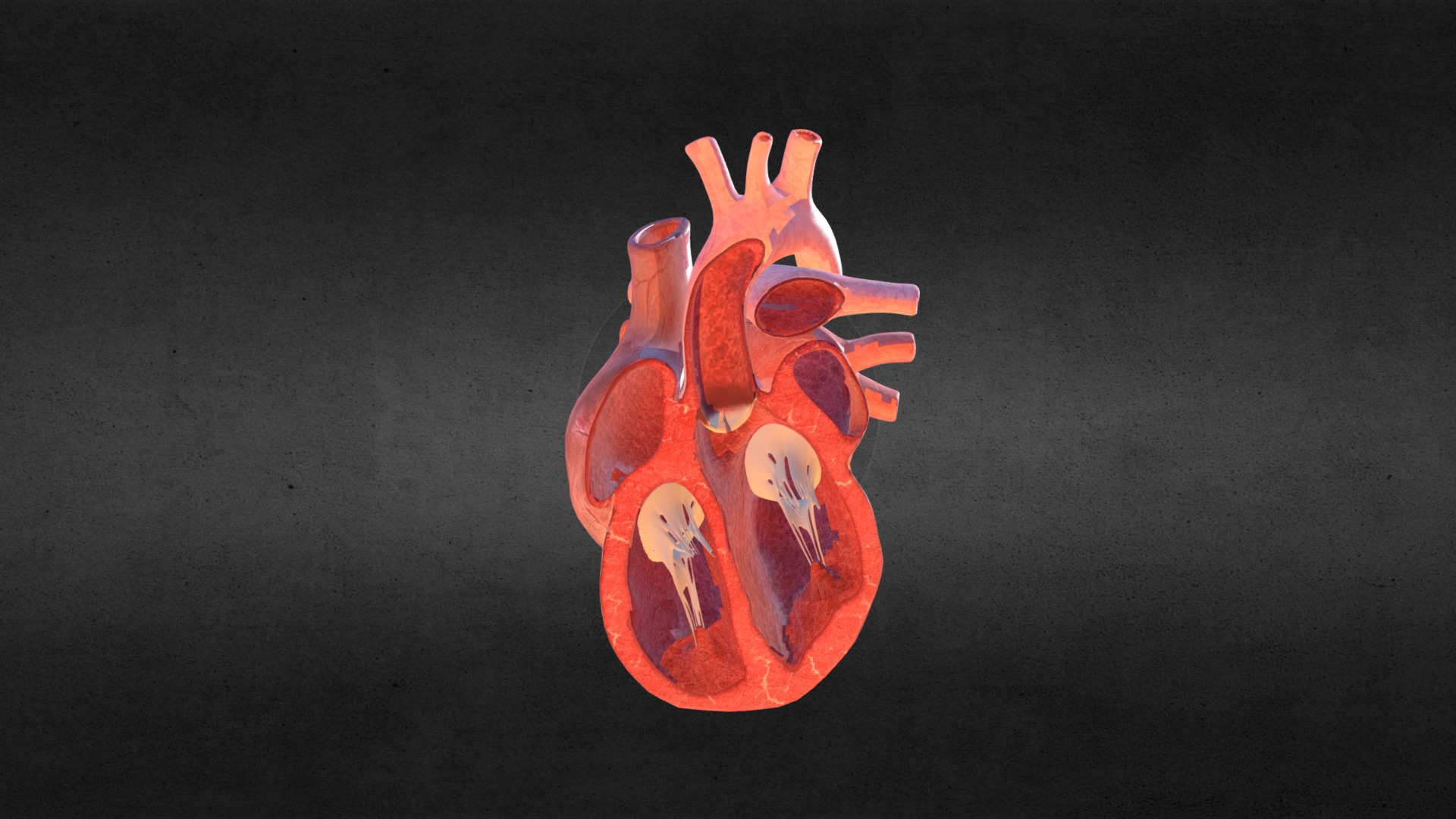 Corazón Abierto - 3D model by CEFIECS [a1124fc] - Sketchfab