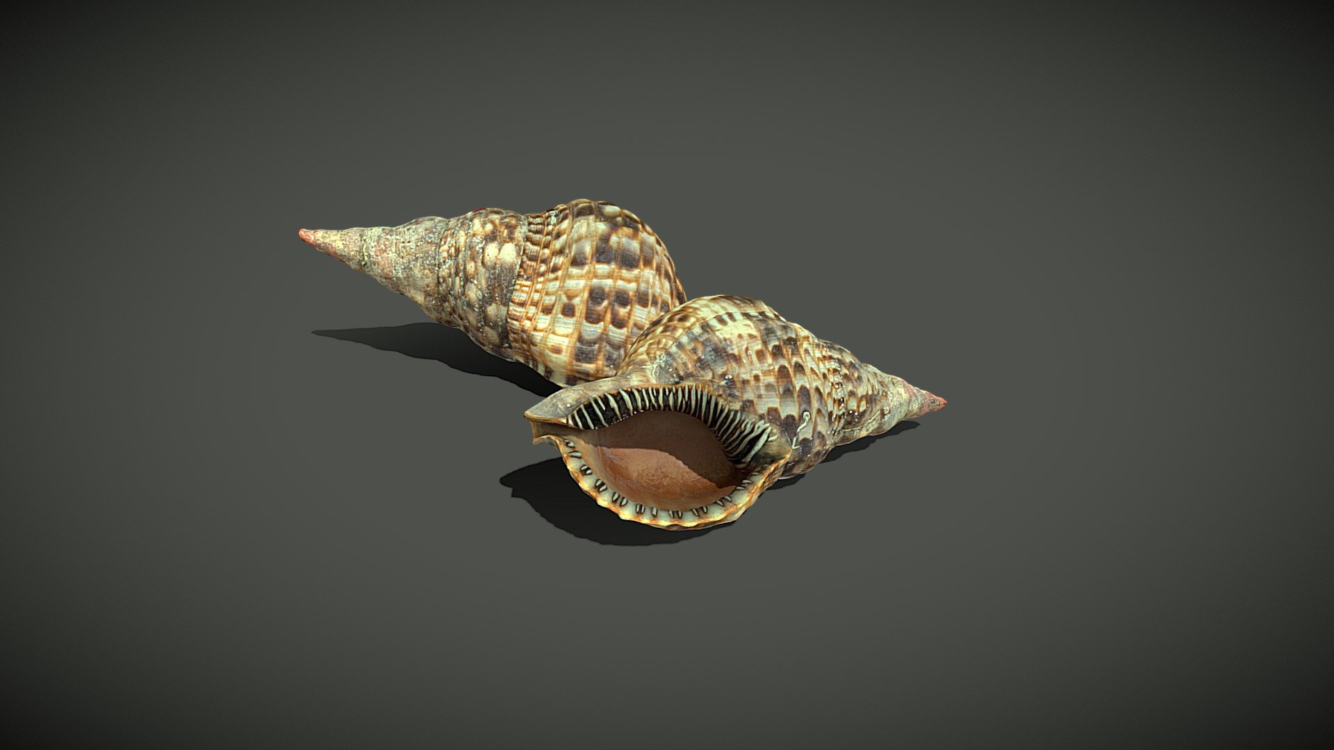 Triton Sea Snail - 3D model by jenKillick [a116937] - Sketchfab