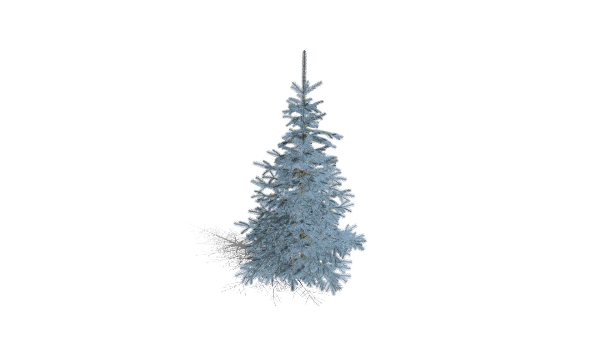 Realistic HD Colorado Blue spruce Koster (11/43) - Buy Royalty Free 3D ...
