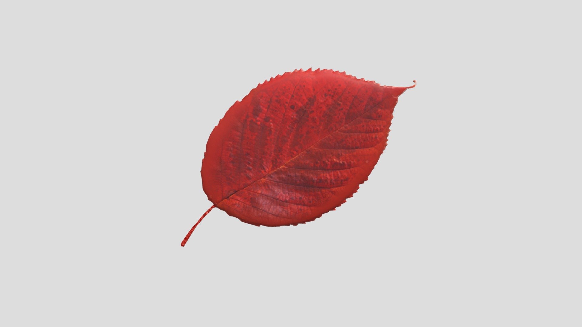 daun menyirip - 3D model by irajuliya15 [a11c8df] - Sketchfab