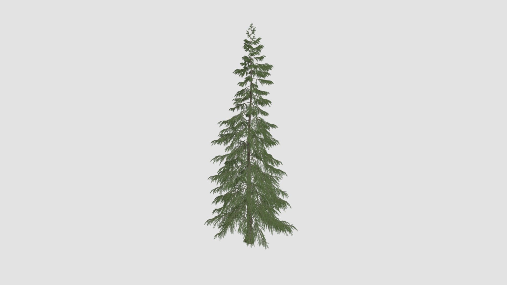 tree - Buy Royalty Free 3D model by Evermotion [a11d54a] - Sketchfab Store