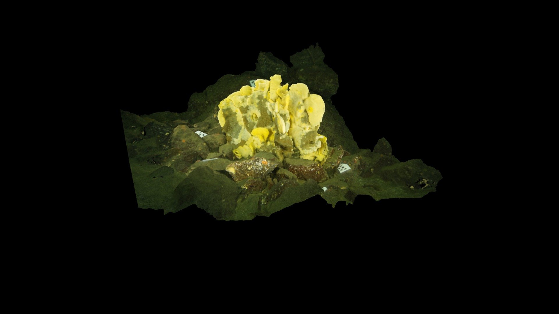 Station 4 2019-1-27 MacKenzie Bight Cloud Sponge - 3D model by Joakim ...