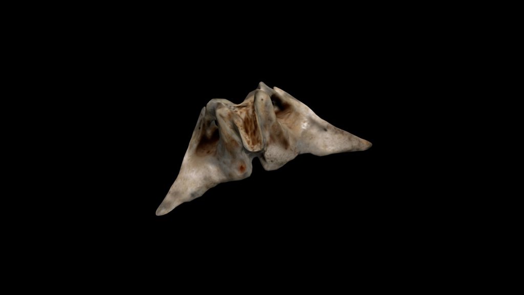 Sphenoid: Presphenoid/lesser wings (after birth) - 3D model by Ras Benn ...