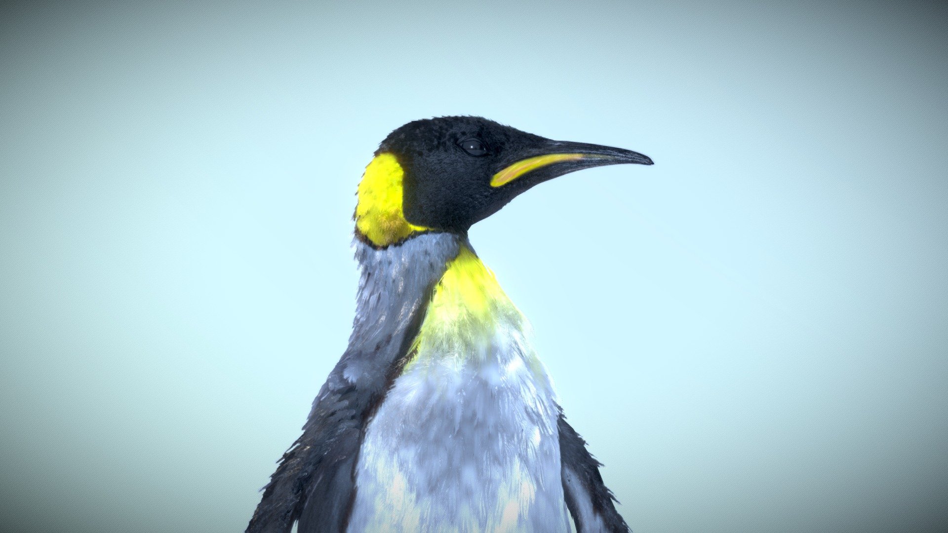 King Penguin - Buy Royalty Free 3D model by Nestaeric [a12b389 ...