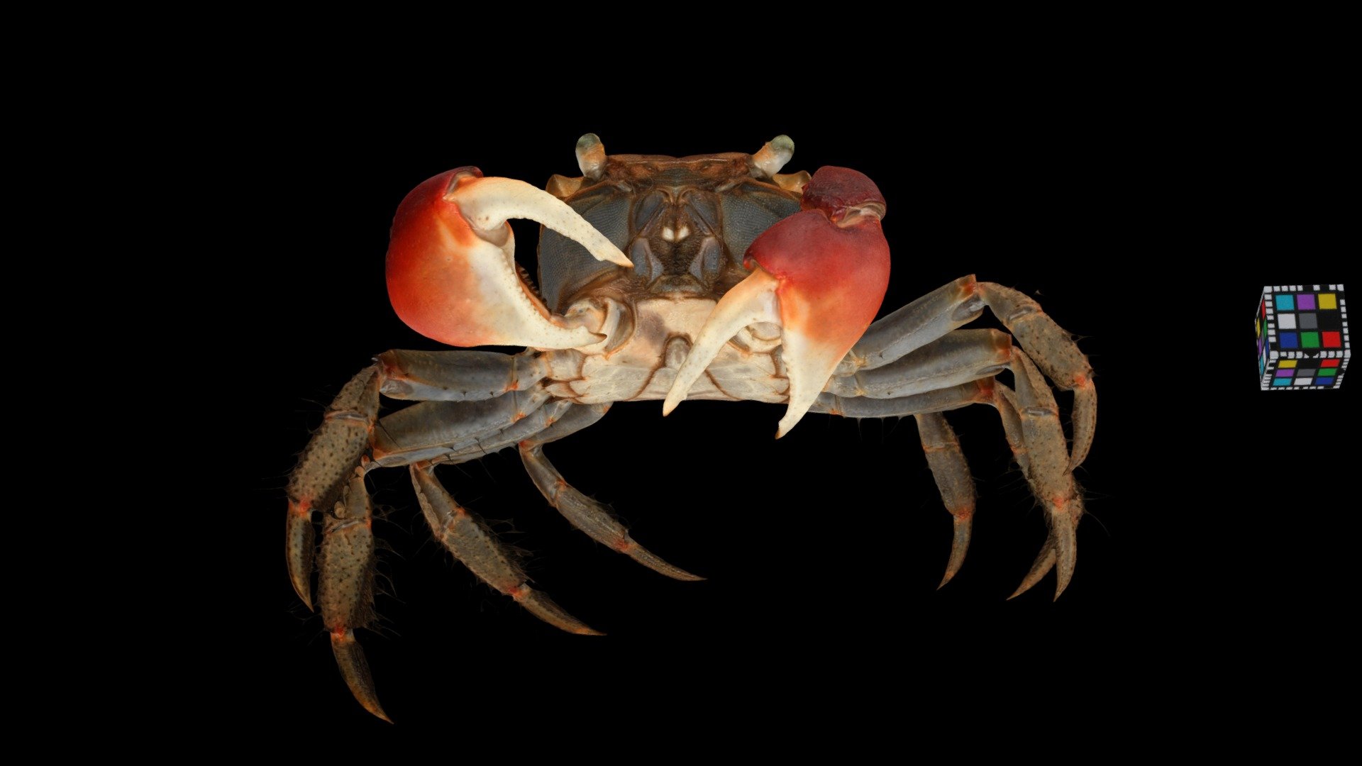 アカテガニ 🦀 ♂ Red-clawed Crab, C. haematocheir - Download Free 3D model by ...
