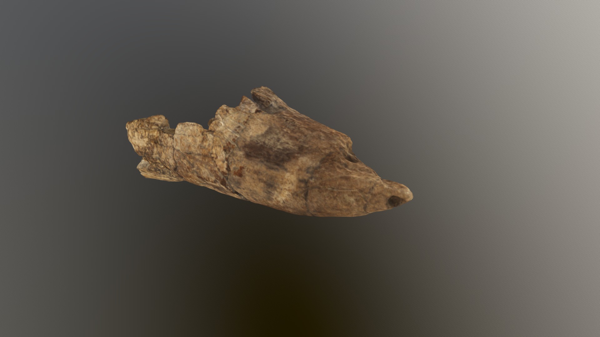 Triceratops Horn with T-Rex Damage (VCU_3D_3746) - 3D model by Virtual Curation Lab ...