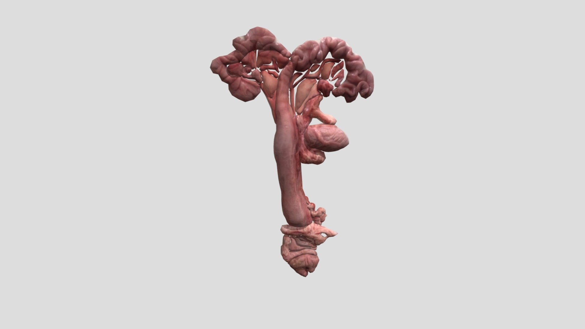 Matriz de Cerda - Download Free 3D model by xac995 [a135882] - Sketchfab
