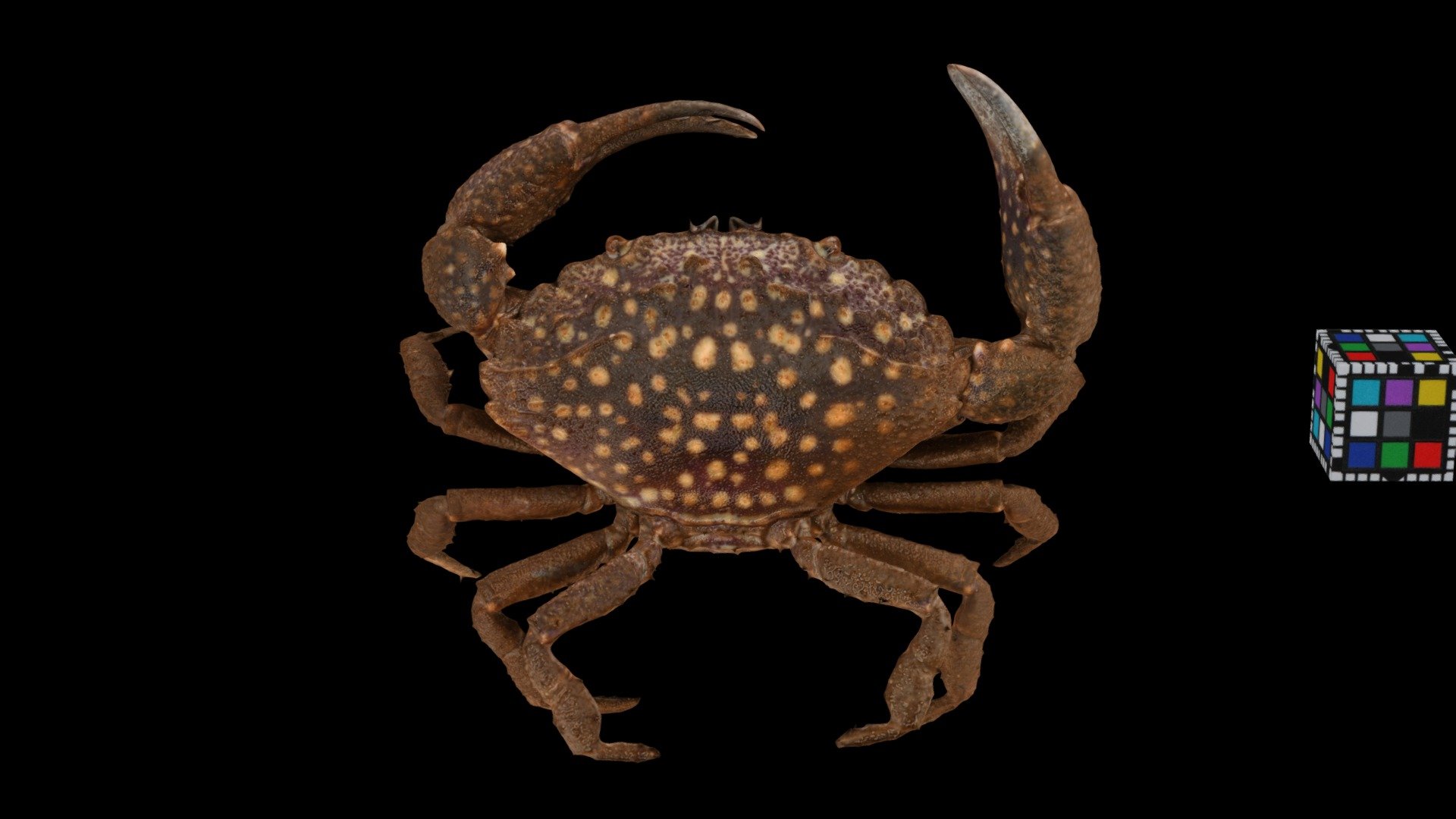 カノコセビロガニ 🦀 ♂ Oziid Crab, Epixanthus dentatus - Download Free 3D model by ffish.asia / floraZia ...