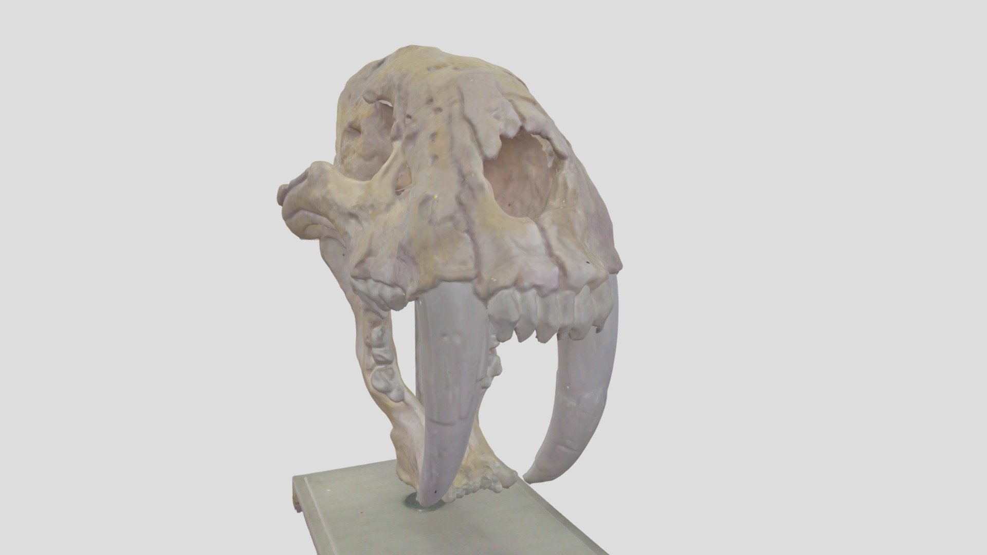 Sabre Tooth Tiger using Einscan HX scanner - 3D model by Bilby3D ...