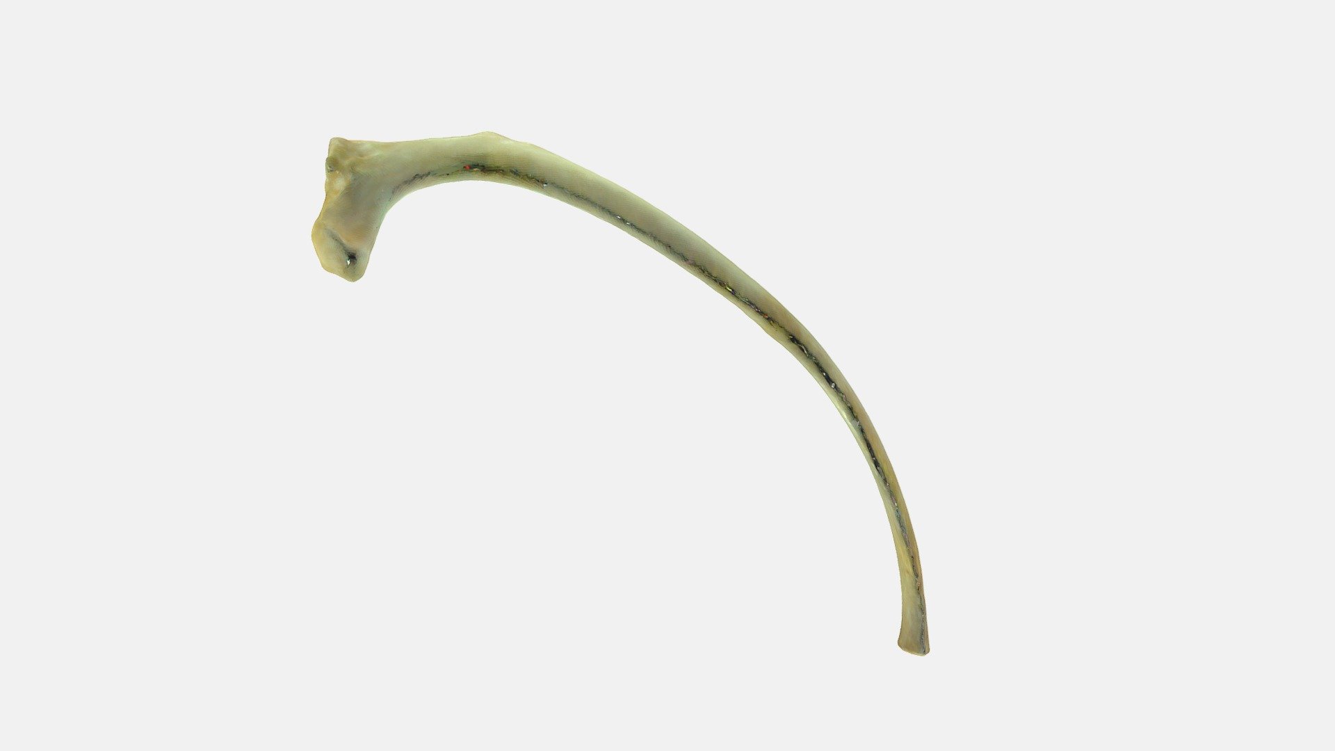 Dog Rib - 3D model by rvcanatomy [a147f37] - Sketchfab