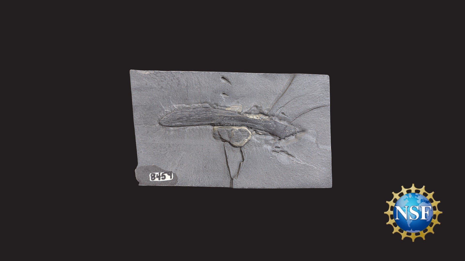 CMNH 8459 Micro Arthrodire Infragnathal - 3D model by Cleveland Museum ...