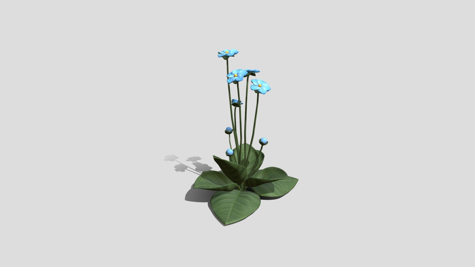Blue flower - 3D model by DineNa4 [a151267] - Sketchfab