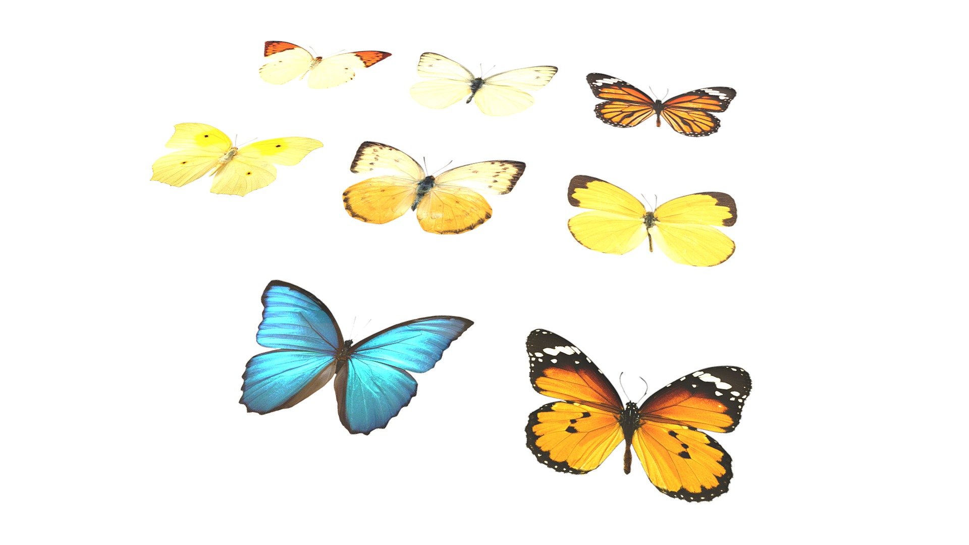 Butterfly / Butterflies - Buy Royalty Free 3D model by Studio Lab (@studiolab.dev) [a1527b9 ...