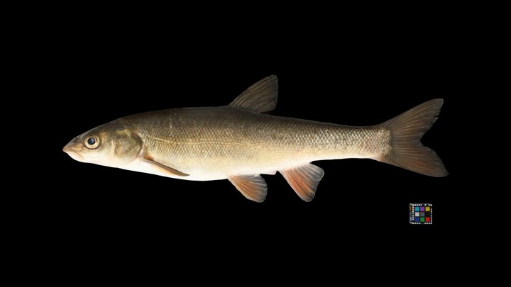 Tribolodon 3D models - Sketchfab
