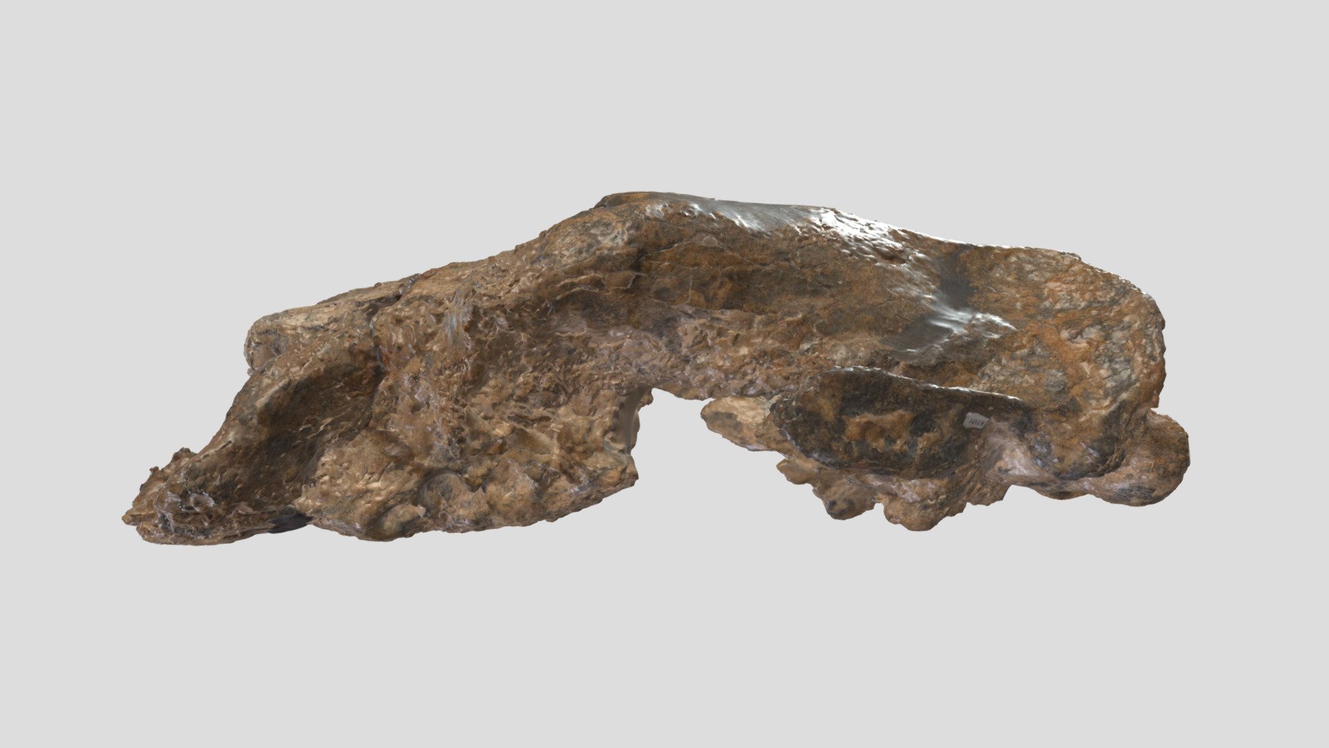 Sloth skull Scelidotherium - 3D model by Palaeontological Museum UZH ...
