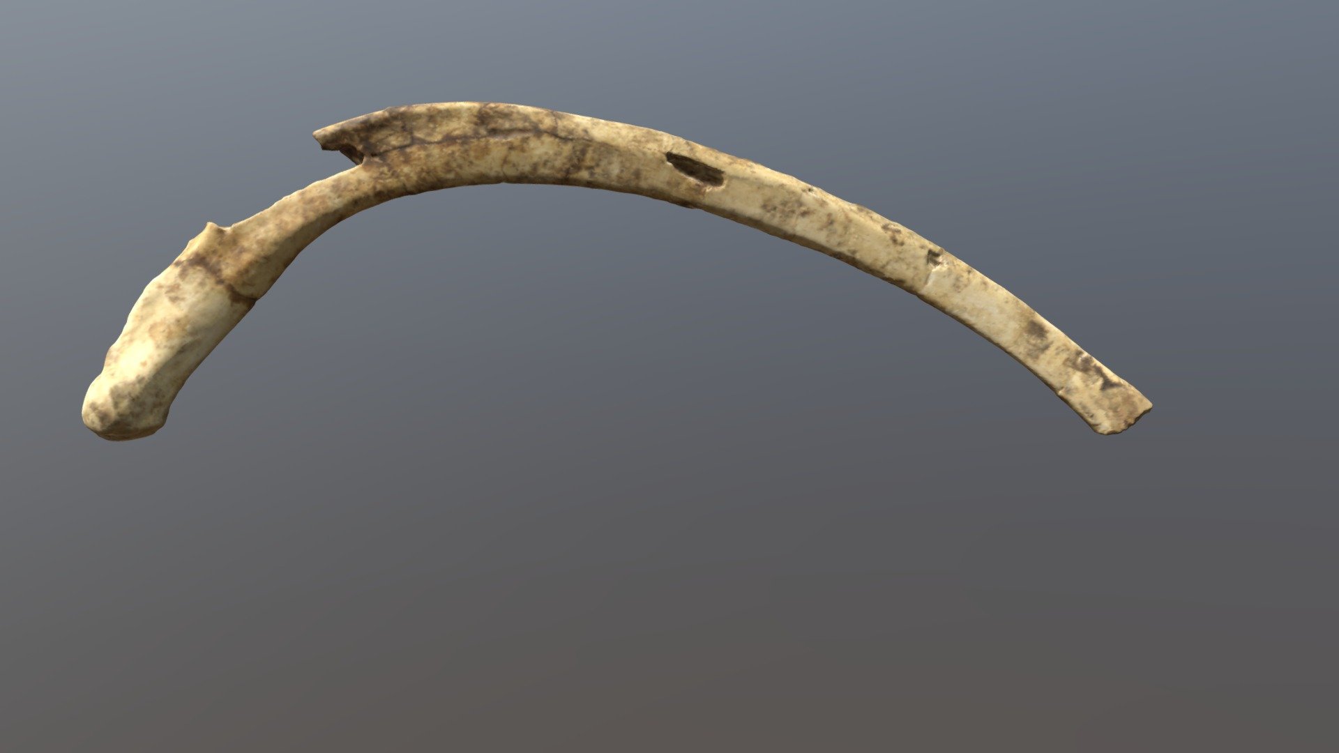 Mastodon Rib (VCU_3D_3919) - Download Free 3D model by Virtual Curation ...