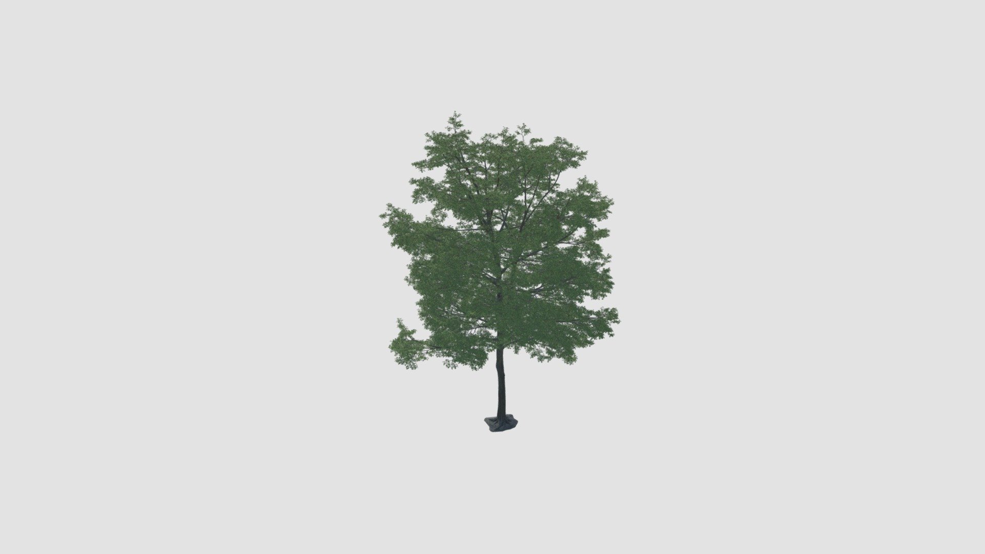 tree - Buy Royalty Free 3D model by Evermotion [a16a291] - Sketchfab Store