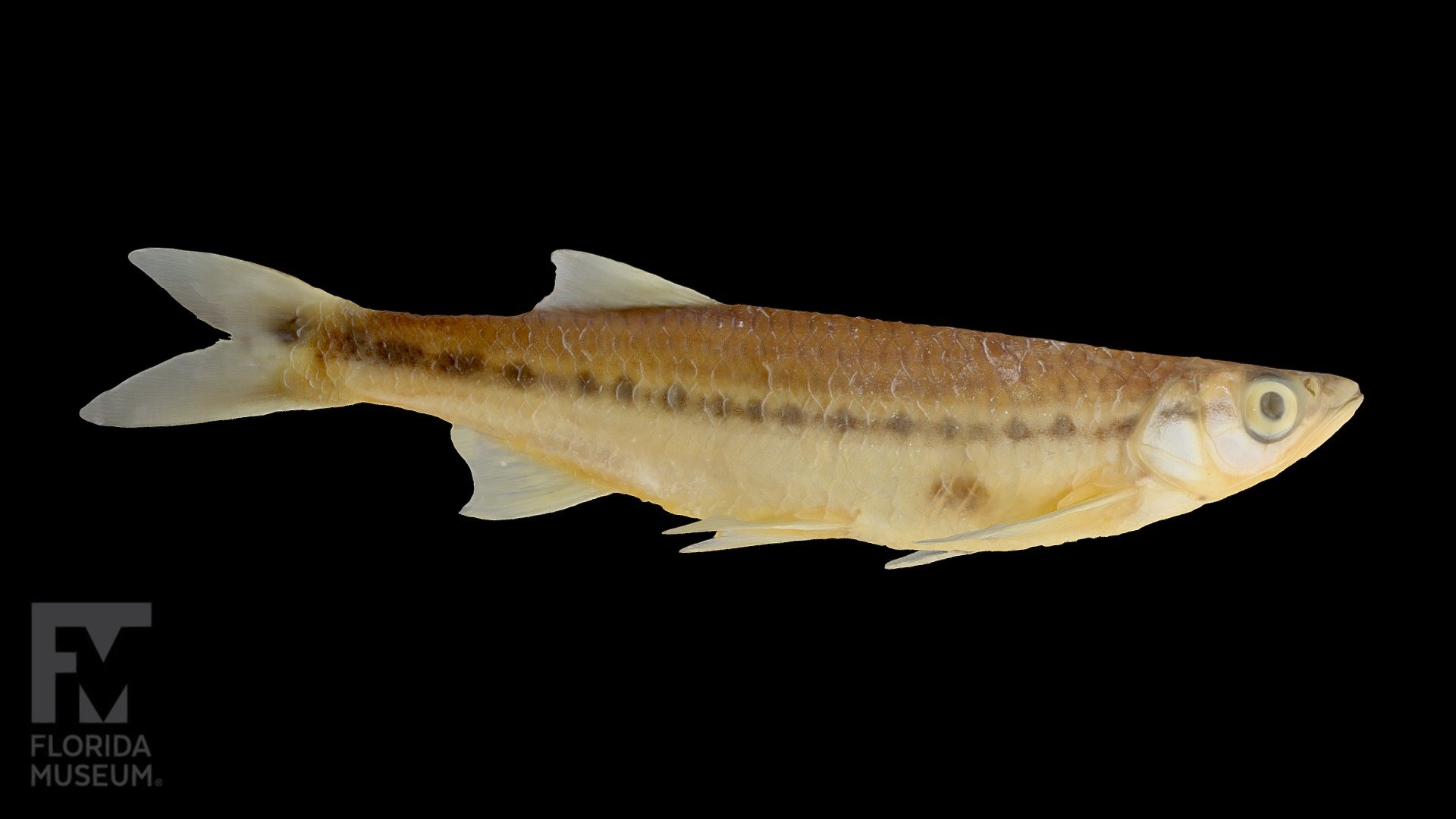 Shark minnow, Danionidae - 3D model by FloridaMuseum [a16bc31] - Sketchfab