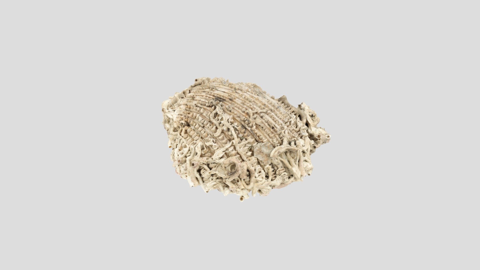 Pomatoceros triqueter - 3D model by SMA-UniGe [a16fe10] - Sketchfab