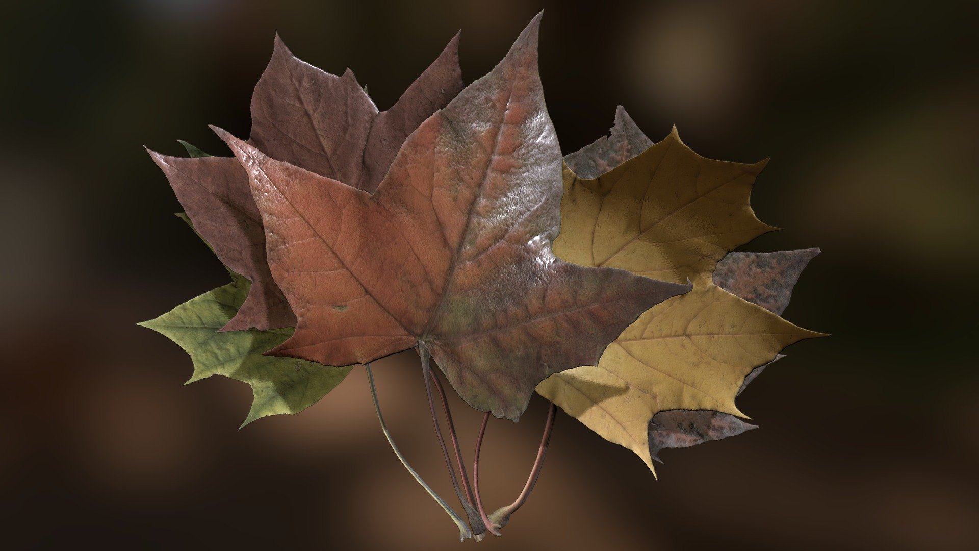 Autumn leaves - 3D model by Neo_minigan (@neominigan) [a17758c] - Sketchfab