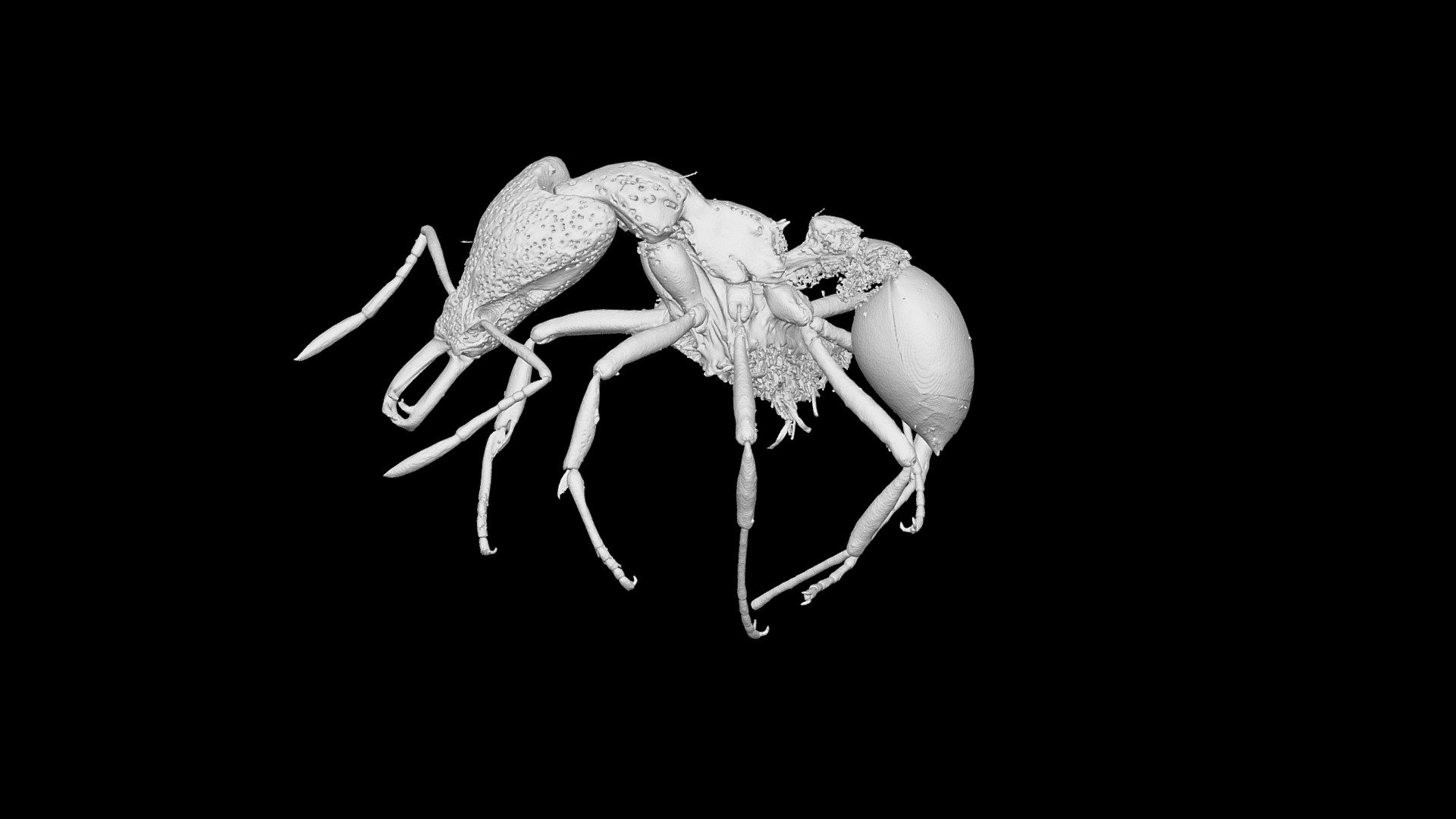 Strumigenys anorak - 3D model by Economolab (@arilab) [a1777d1] - Sketchfab