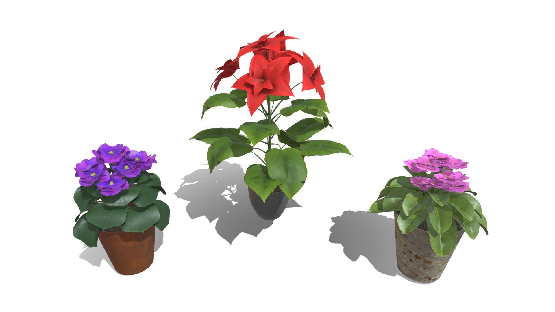 African violets and Poinsettia Plant - Buy Royalty Free 3D model by ...