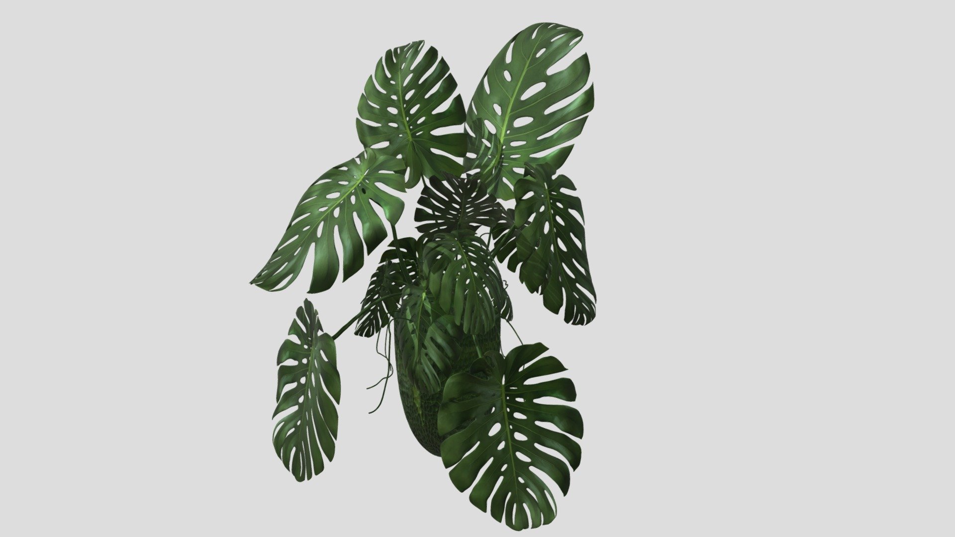 MONSTERA - 3D model by pongpat Man (@pongpat) [a17ada5] - Sketchfab