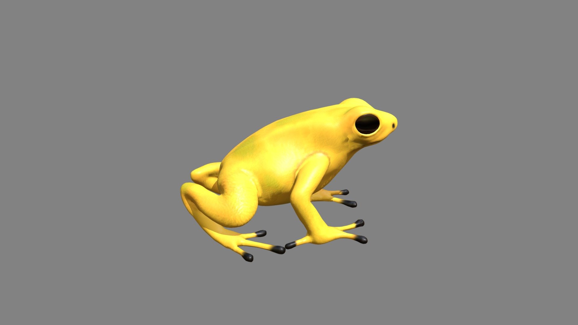 Low-poly Frog - 3D model by Azachem [a17adfd] - Sketchfab